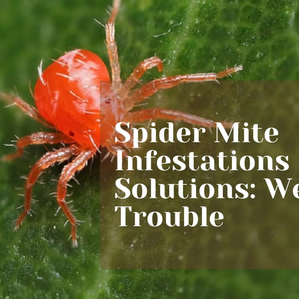 Spider Mite Infestations and Solutions: Weed out Trouble - Pesticontrol