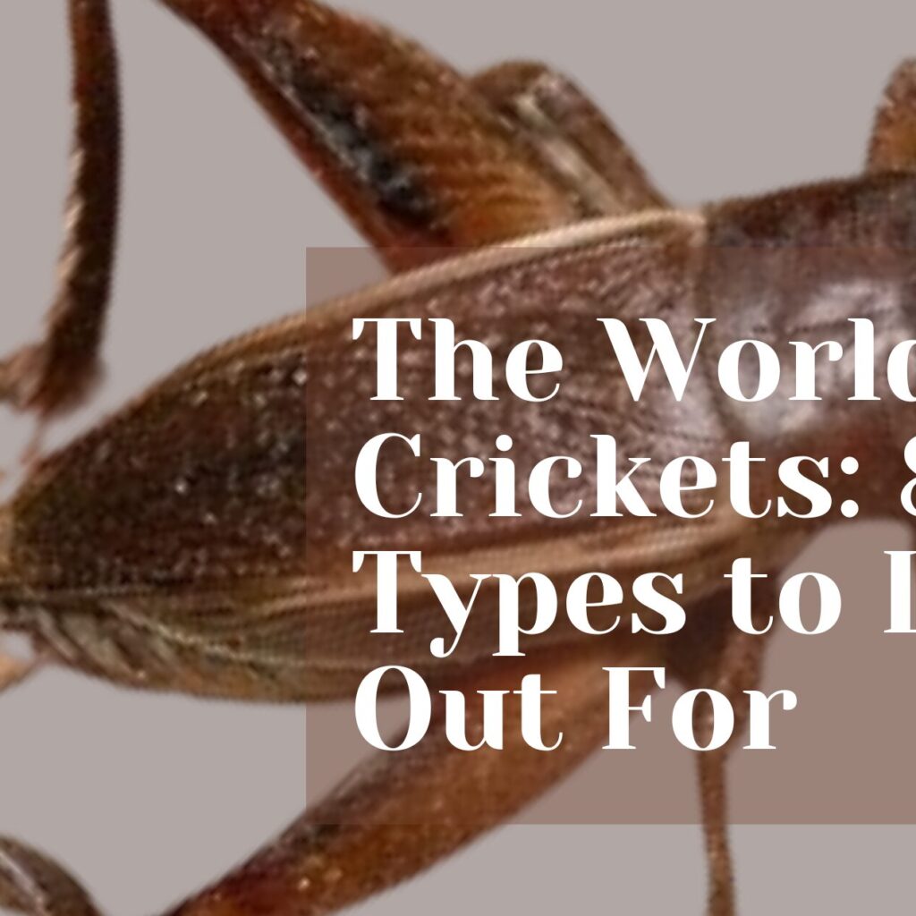 The World of Crickets: 8 Types to Look Out For - Pesticontrol