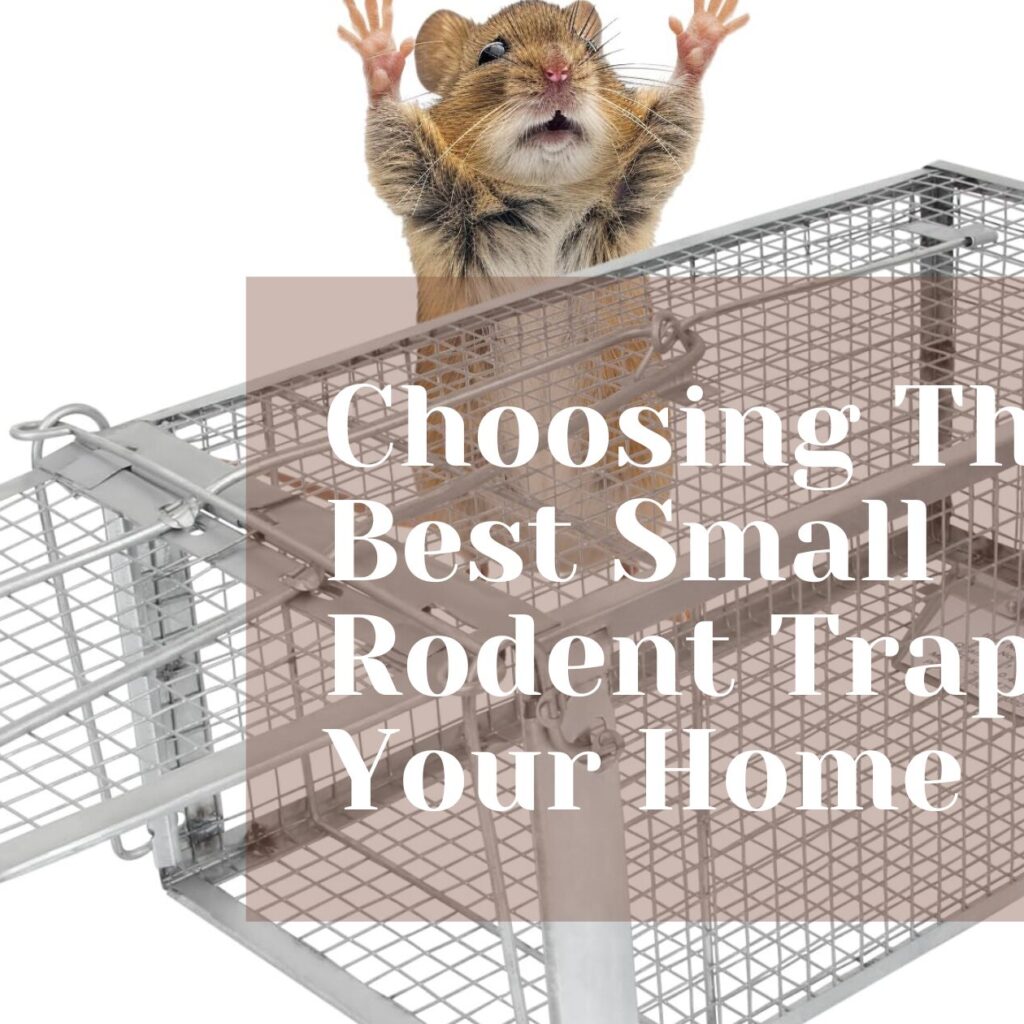 Choosing The Best Small Rodent Trap For Your Home - Pesticontrol